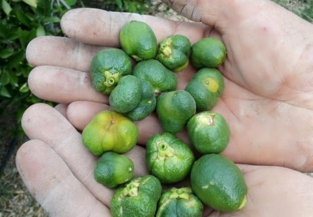 Anagyrus aberiae | Los daños del 'Cotonet' ya afectan a la compra de ...