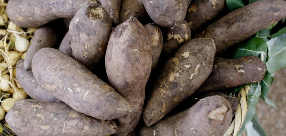 Yacón | El superalimento que ayuda a adelgazar y retrasa el ...